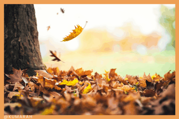 Fall Themed Kids Yoga and Mindfulness: Free Download