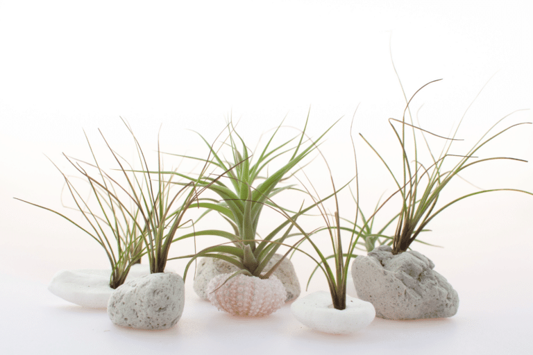 DIY Mindful Zen Garden Craft for Kids : Kumarah